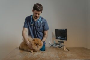 Pet Plastic Surgery On The Rise - Botox To Fake Testicles - Huliq