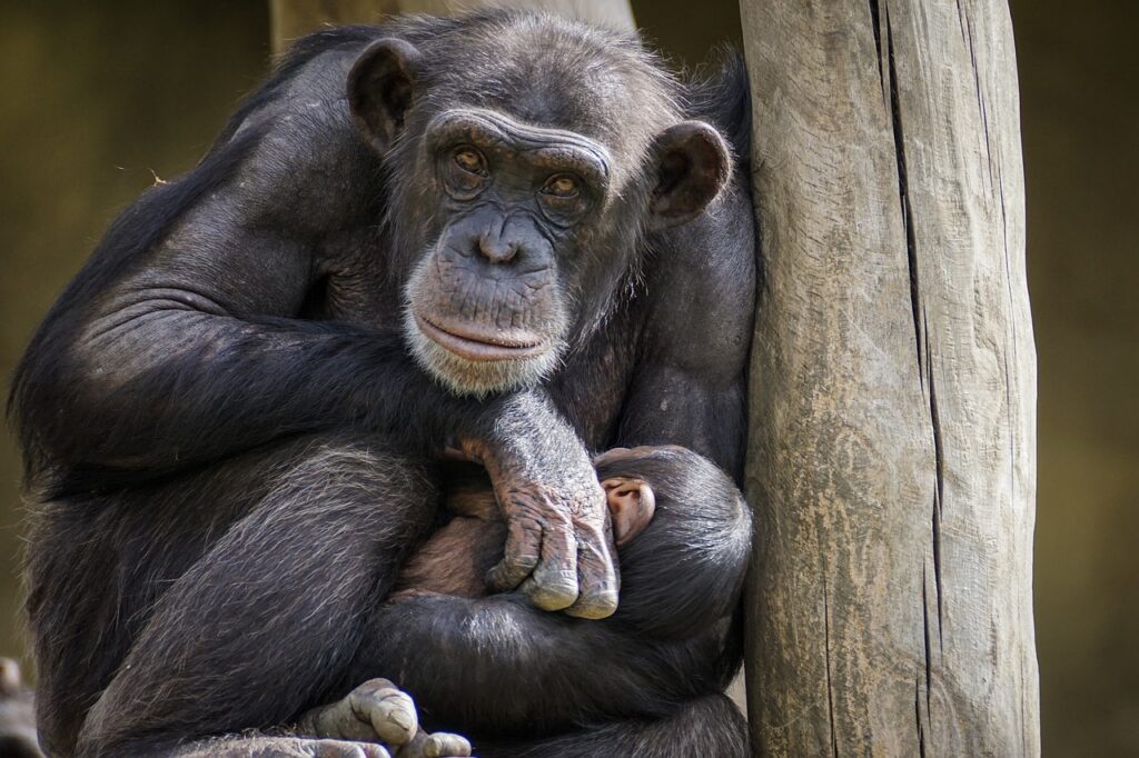 Terrifying Chimp Attack 911 Tape Released By Police - Huliq