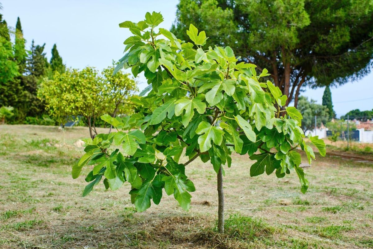 Varieties Of Fig Trees For Your Garden - Huliq