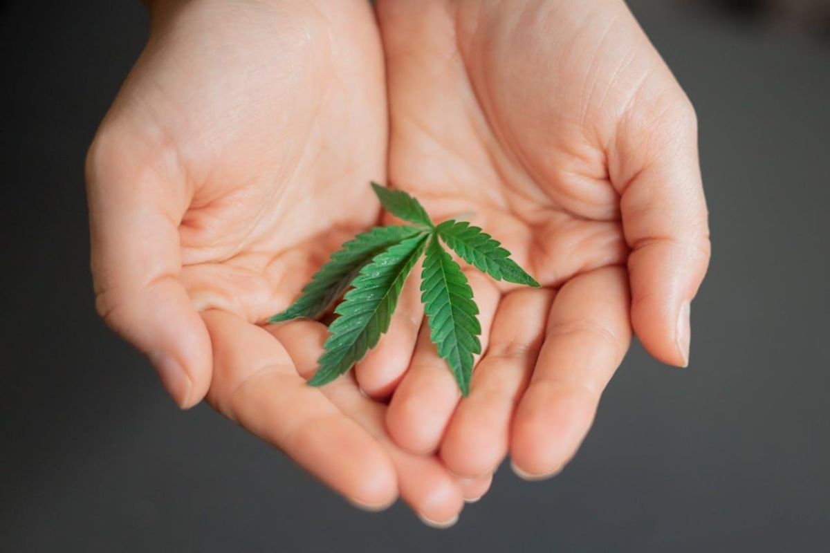 Medicinal Cannabis, CBD and the Shift Toward Holistic Healing Practices ...