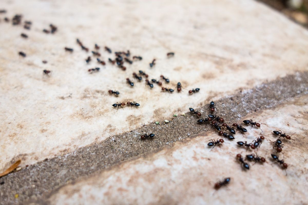 What Smell Do Ants Hate Huliq